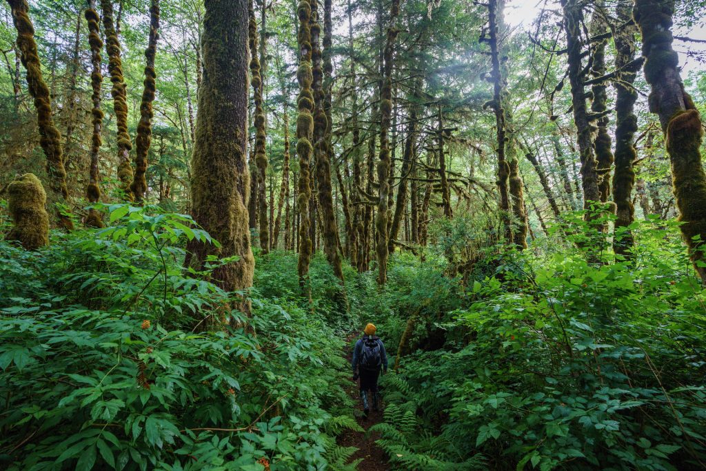 The Great Bear Rainforest - Spirit Bear Lodge