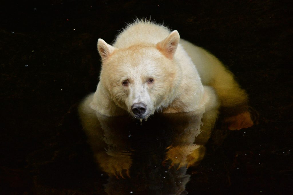 Spirit Bear - Spirit Bear Lodge